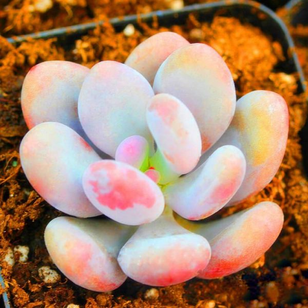24 varieties Rare Succulents Seeds, Lithops Seeds, 100pcs/pack ...