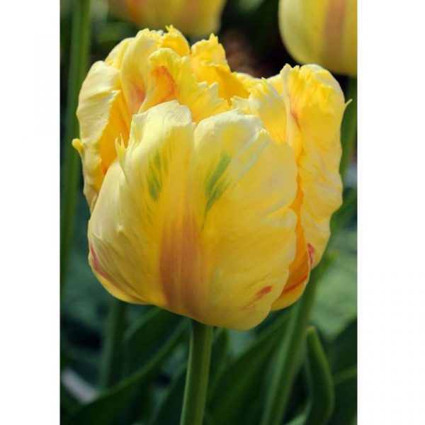 Black Tulip Bulbs, Beautiful Rare Color, 2PCS – UrbanGardenSeed