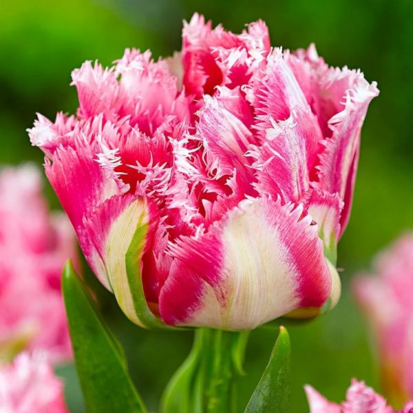 Tulip Flower Seeds, Multi-Color Options, Rare Color 100pcs/pack ...