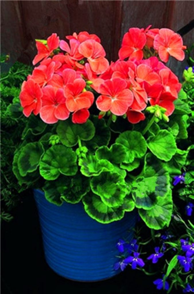 24 Color Dwarf Geranium Seed, 50pcs/pack – UrbanGardenSeed
