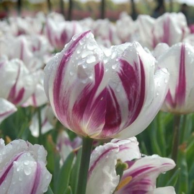 Rare Bule Tulips Flowers Bulb with Multi-Color Option, 1 pc Bulb ...