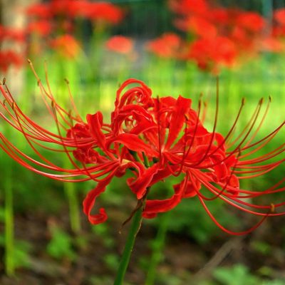 Lycoris Radiata Bulb, Spider Lily Bulb, Multi-Color Options, 1pcs ...