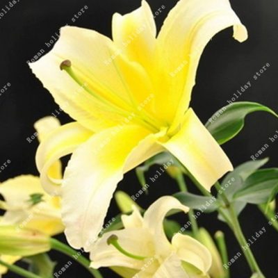 Rare Multi-Color Lily Flower Seeds 100pcs/pack – UrbanGardenSeed