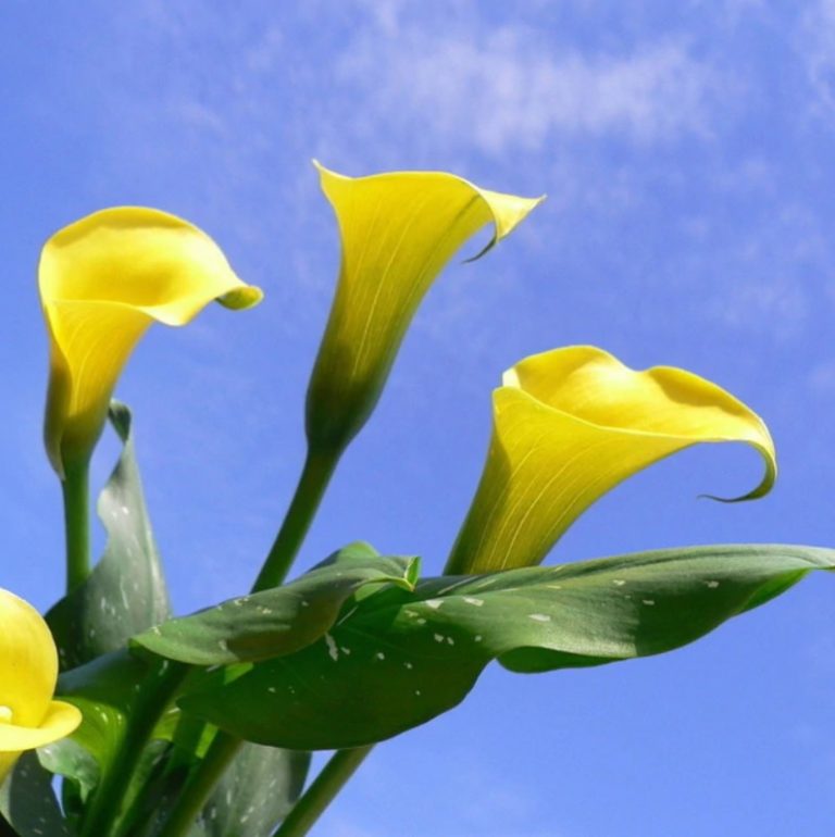 Rare Yellow Calla Lily Bulbs Perennial Bonsai Plant, 1pc Bulb ...