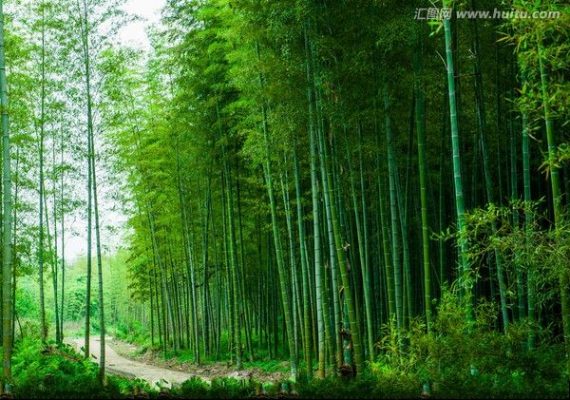 Rare Purple Bamboo Seeds, Lucky Bamboo, 50pcs/pack – Urban Garden Seed