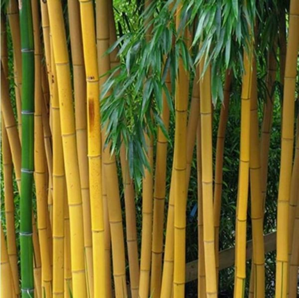 Rare Bamboo Seeds, Phyllostachys Pubescens Seeds, Giant Bamboo Seeds ...