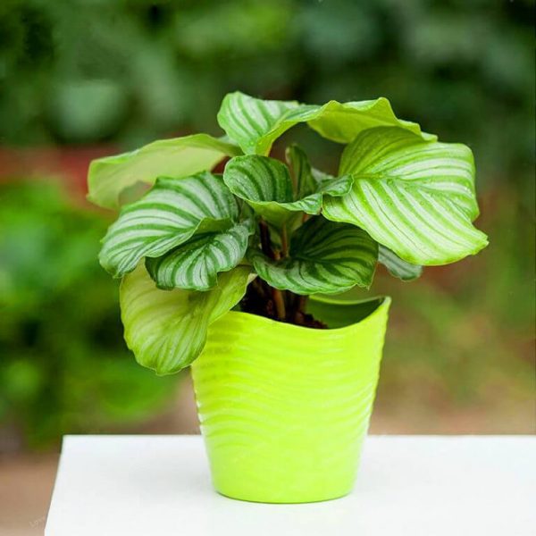 Multi-Varieties Calathea Seeds, 100pcs/pack – UrbanGardenSeed