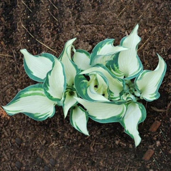 20 Varieties Rare Hosta Plant Seeds, 100pcs/pack – UrbanGardenSeed