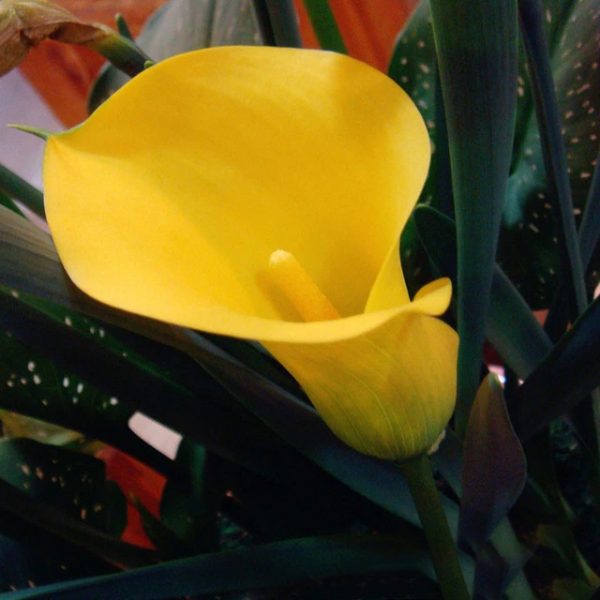 Rare Yellow Calla Lily Bulbs Perennial Bonsai Plant, 1pc Bulb ...