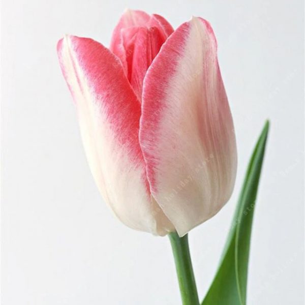 Rare Tulip Flower Bulbs From Holland Home Garden Flowers, 1pc – Urban ...