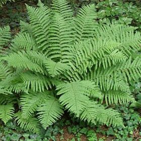 Multi-Varieties Fern Seeds, 100pcs/pack – UrbanGardenSeed