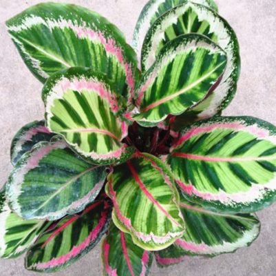 Rare Calathea Seeds, Air Freshening Plants, 100pcs/pack – UrbanGardenSeed