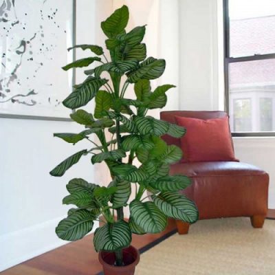Multi-Varieties Calathea Seeds, 100pcs/pack – Urban Garden Seed