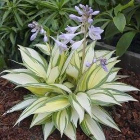 20 Varieties Rare Hosta Plant Seeds, 100pcs/pack – UrbanGardenSeed