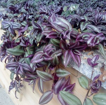 Zebrina Pendula Schnizl Seeds, Tradescantia zebrina, 100pcs/pack ...