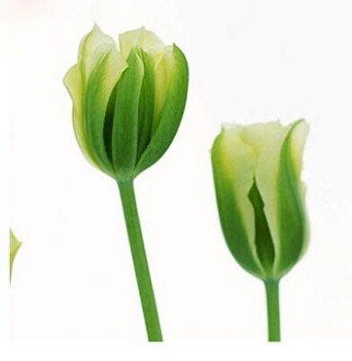 Rare Bule Tulips Flowers Bulb with Multi-Color Option, 1 pc Bulb ...
