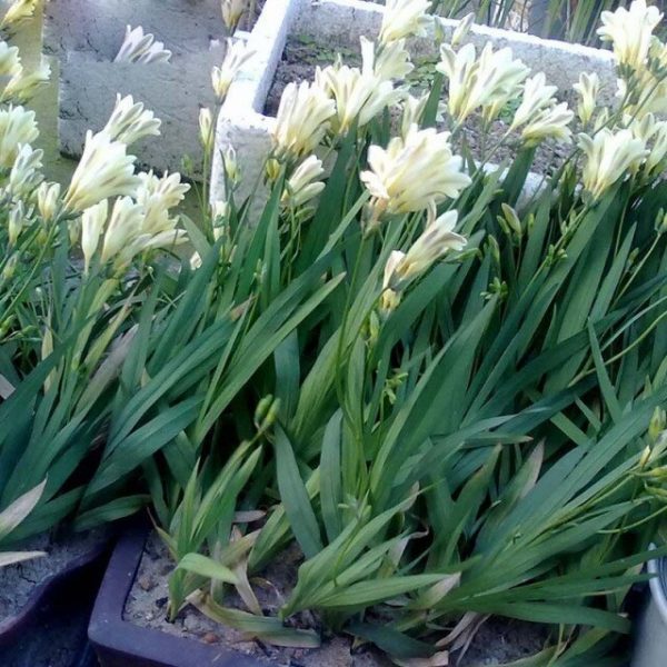 Rare White Freesia Freesia Flower Bulb, 1pc Bulb – UrbanGardenSeed