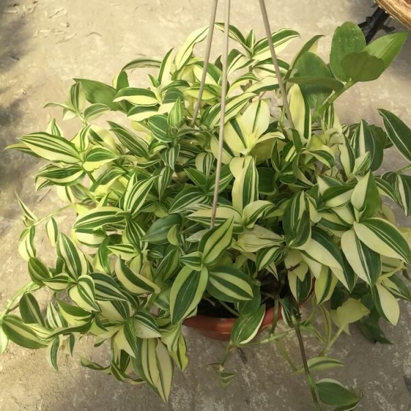 Zebrina Pendula Schnizl Seeds, Tradescantia zebrina, 100pcs/pack ...