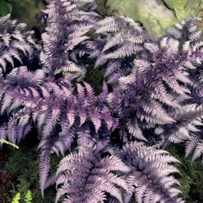 Multi-Varieties Fern Seeds, 100pcs/pack – UrbanGardenSeed