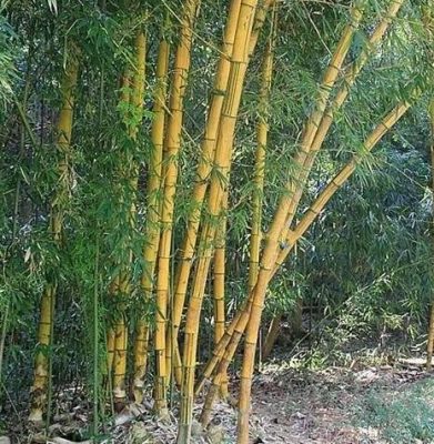 Rare Purple Bamboo Seeds, Lucky Bamboo, 50pcs/pack – UrbanGardenSeed