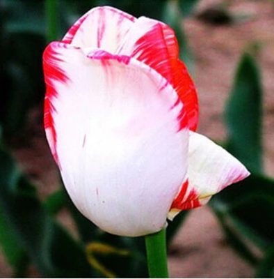 Rare Bule Tulips Flowers Bulb with Multi-Color Option, 1 pc Bulb ...