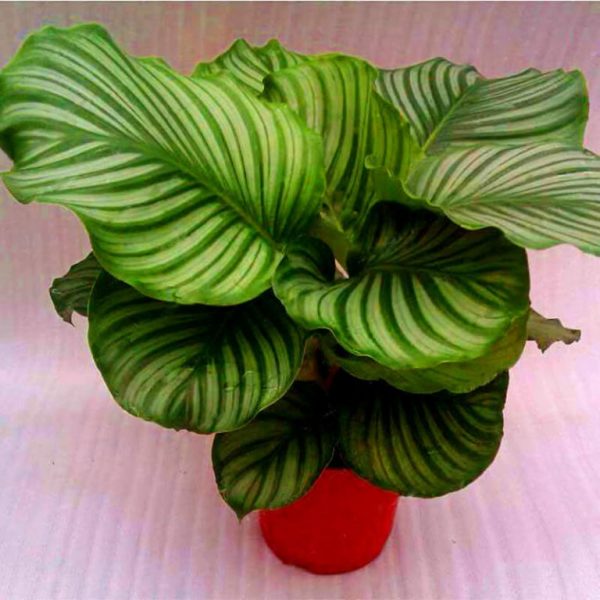 Multi-Varieties Calathea Seeds, 100pcs/pack – UrbanGardenSeed