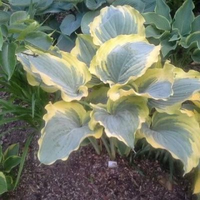 20 Varieties Rare Hosta Plant Seeds, 100pcs/pack – Urban Garden Seed