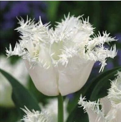 Rare Bule Tulips Flowers Bulb with Multi-Color Option, 1 pc Bulb ...