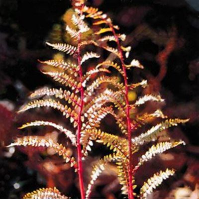 Multi-Varieties Fern Seeds, 100pcs/pack – UrbanGardenSeed