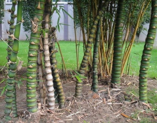 Rare Purple Bamboo Seeds, Lucky Bamboo, 50pcs/pack – Urban Garden Seed