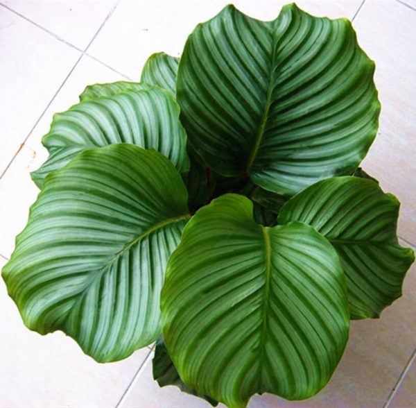 Multi-Varieties Calathea Seeds, 100pcs/pack – UrbanGardenSeed