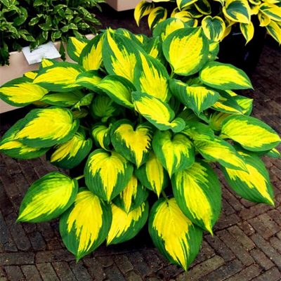 20 Varieties Rare Hosta Plant Seeds, 100pcs/pack – UrbanGardenSeed