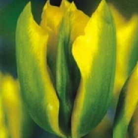Rare Bule Tulips Flowers Bulb with Multi-Color Option, 1 pc Bulb ...