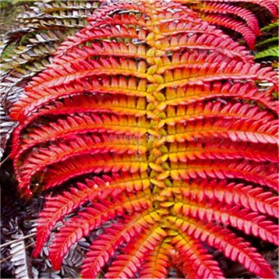 Multi-Varieties Fern Seeds, 100pcs/pack – UrbanGardenSeed