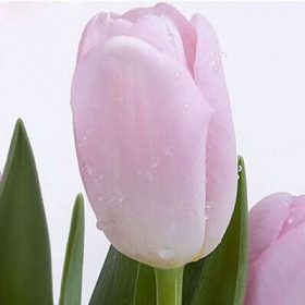 Rare Bule Tulips Flowers Bulb with Multi-Color Option, 1 pc Bulb ...