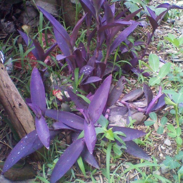 Rare Purple Bamboo Seeds, Lucky Bamboo, 50pcs/pack – UrbanGardenSeed