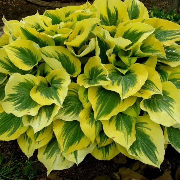 20 Varieties Rare Hosta Plant Seeds, 100pcs/pack – UrbanGardenSeed