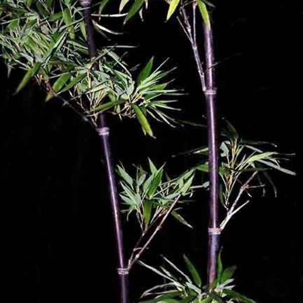 Rare Purple Bamboo Seeds, Lucky Bamboo, 50pcs/pack – UrbanGardenSeed