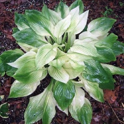 20 Varieties Rare Hosta Plant Seeds, 100pcs/pack – UrbanGardenSeed