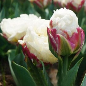 Rare Bule Tulips Flowers Bulb with Multi-Color Option, 1 pc Bulb ...