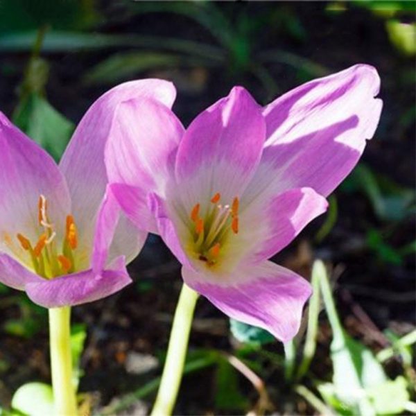 Multi-Varieties Saffron Flower Bulbs, Saffron Crocus bulbs, 1pc Bulb ...