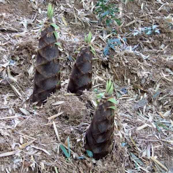 Rare Purple Bamboo Seeds, Lucky Bamboo, 50pcs/pack – Urban Garden Seed