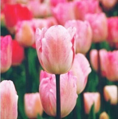 Rare Bule Tulips Flowers Bulb with Multi-Color Option, 1 pc Bulb ...