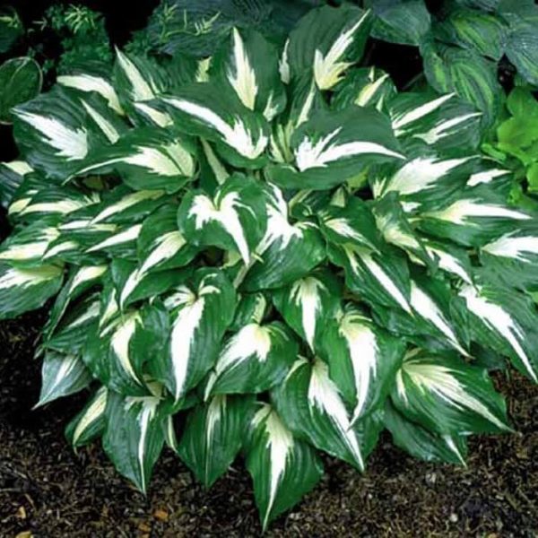 20 Varieties Rare Hosta Plant Seeds, 100pcs/pack – UrbanGardenSeed