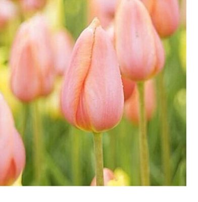 Rare Bule Tulips Flowers Bulb with Multi-Color Option, 1 pc Bulb ...