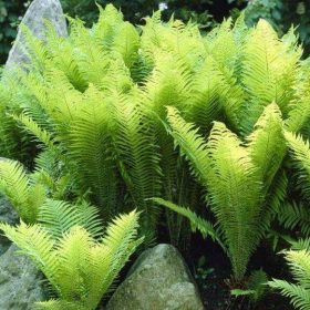 Multi-Varieties Fern Seeds, 100pcs/pack – UrbanGardenSeed