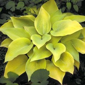 20 Varieties Rare Hosta Plant Seeds, 100pcs/pack – UrbanGardenSeed