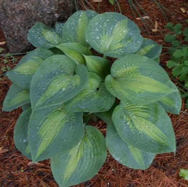 20 Varieties Rare Hosta Plant Seeds, 100pcs/pack – UrbanGardenSeed