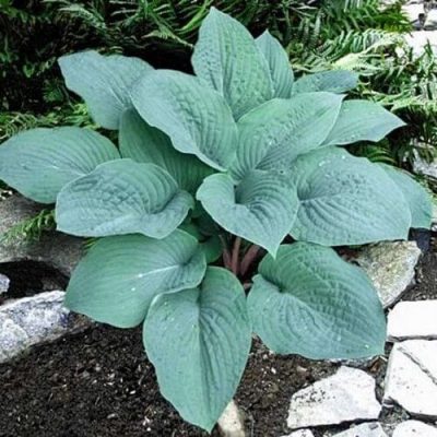 20 Varieties Rare Hosta Plant Seeds, 100pcs/pack – UrbanGardenSeed