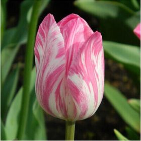 Rare Bule Tulips Flowers Bulb with Multi-Color Option, 1 pc Bulb ...